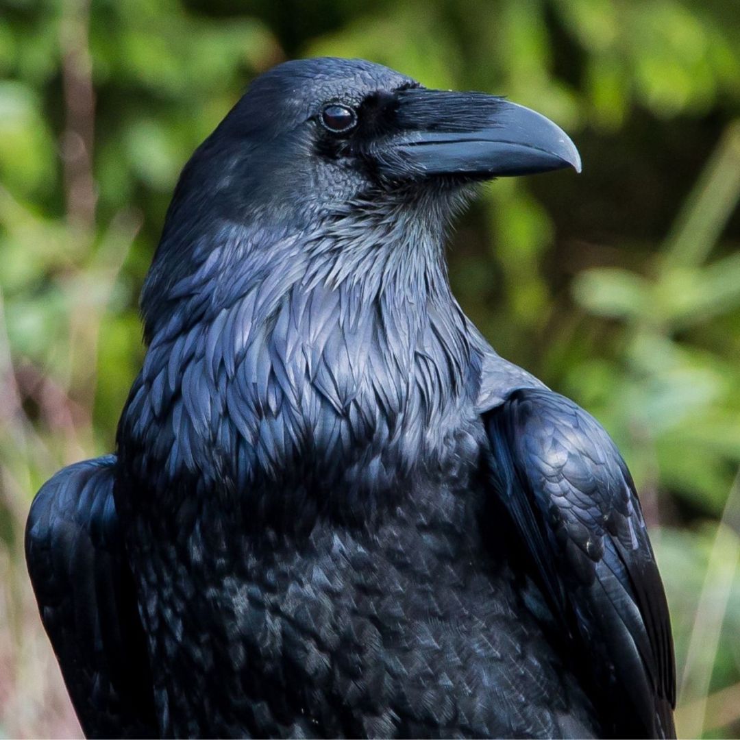 RAVEN (Corvus corax) - songbird factfile